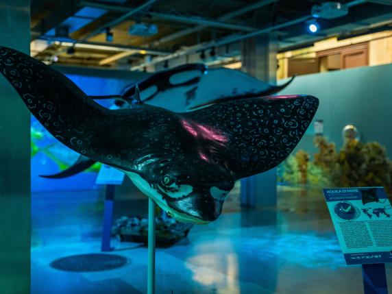 «Squali e abissi», il viaggio sottomarino alla scoperta dei predatori ...