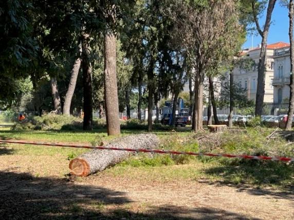 A Villa Borghese alberi malati a rischio caduta, il II Municipio ...