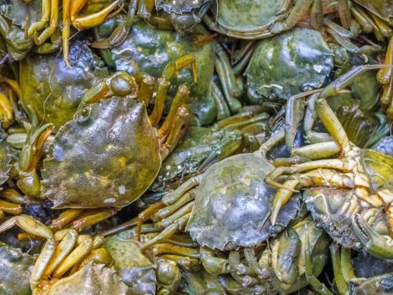 Moeche di granchio blu, a Venezia il clima cambia la tradizione nei ...