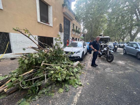 Roma, due grossi rami di un albero crollano sul Lungotevere Tor di Nona ...