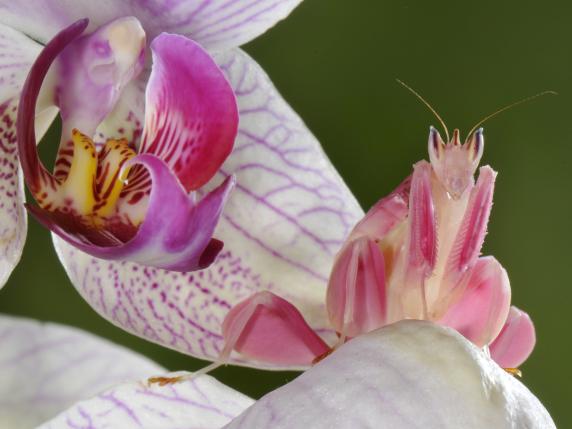 La mantide come un’orchidea: gli inganni degli animali (in mostra ...