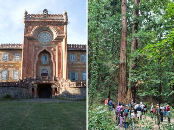La sequoia di Sammezzano canditata al concorso per l'albero dell'anno ...