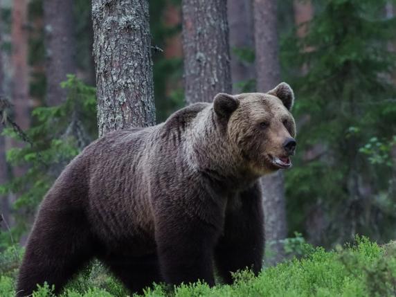 Alto Adige, l'orso M75 si risveglia dal letargo e distrugge il tetto di ...