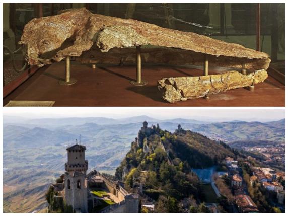 La balena fossile di San Marino come i marmi del Partenone: «Bologna la ...