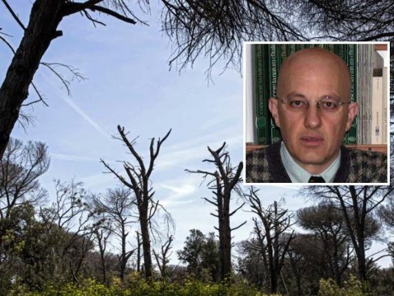 Pineta distrutta a Castel Fusano, l'architetto paesaggista Pirone ...