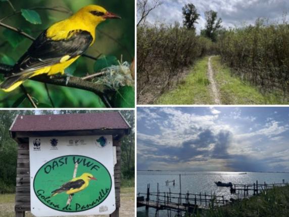 Nell'Oasi Wwf di Panarella, la porta del Delta del Po che ospitò una ...