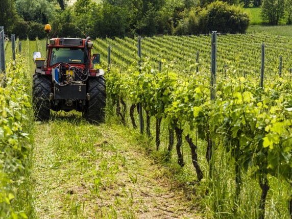 Per il Franciacorta e il Lugana il 2025 sarà una grande annata con ...