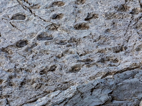 Parco dello Stelvio, fotografate orme di dinosauri risalenti a 210 milioni di anni fa: «È la più ...