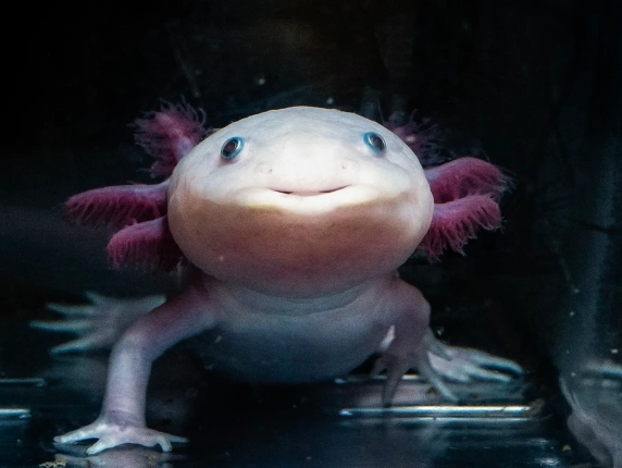 La salamandra di Minecraft ci insegna come far ricrescere arti e organi ...