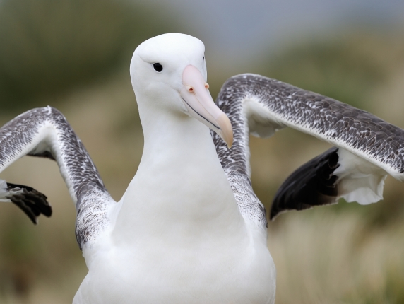 Michael e Thomas Morelli: «Gli animali sono maestri di felicità, da ...