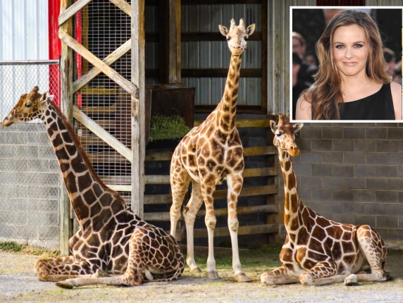 Il giallo delle giraffe neonate scomparse che appassiona (e interroga ...