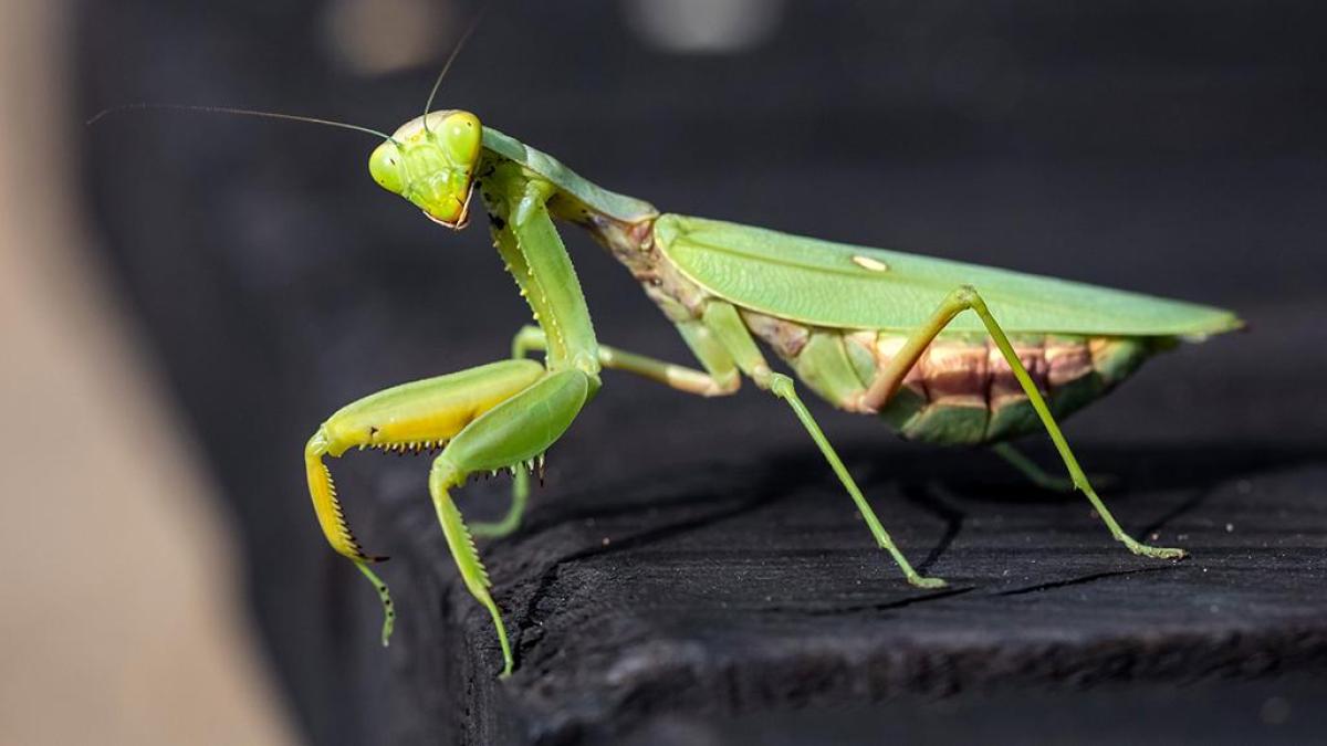 Trentino, è arrivata la mantide gigante: può essere lunga fino a 8 ...
