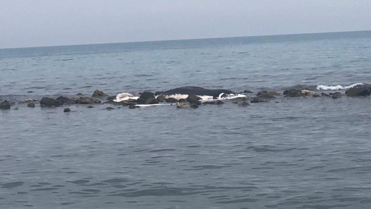 Ostia, balena morta in mare: impossibile recuperare la carcassa già ...