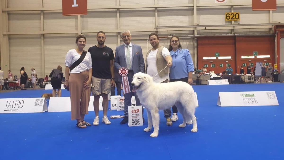 Animali, premio internazionale per Conte. «Il nostro cane da gregge è ...