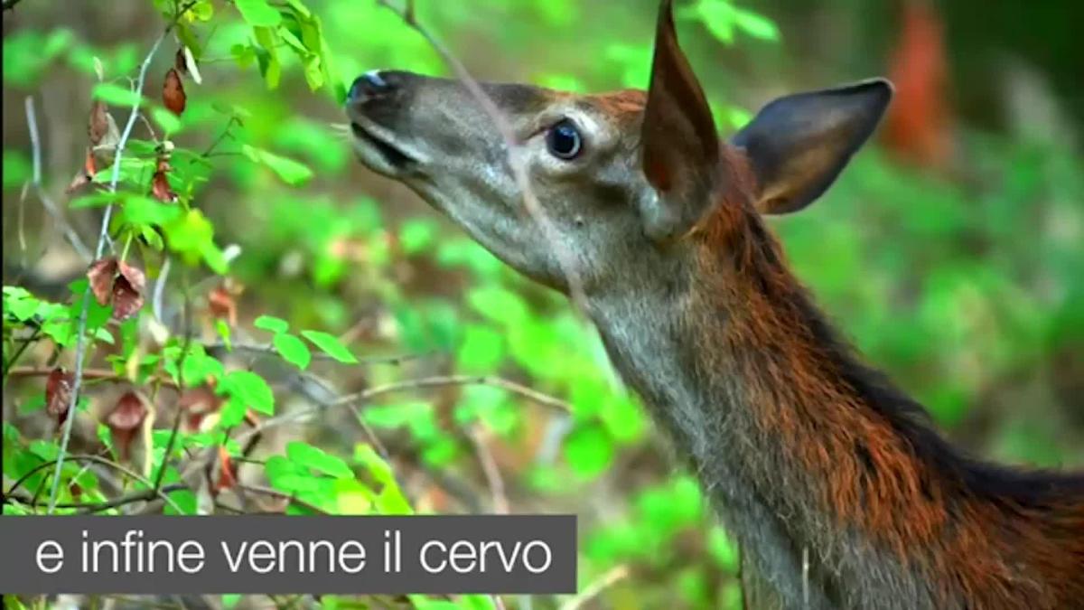 Caccia ai cervi in Abruzzo, il Tar: «Sì al prelievo di 469 esemplari ...