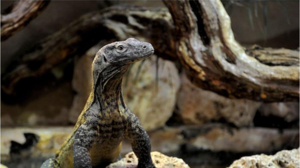 Scambio di draghi di Komodo tra Bussolengo e Roma: al Bioparco arriva ...