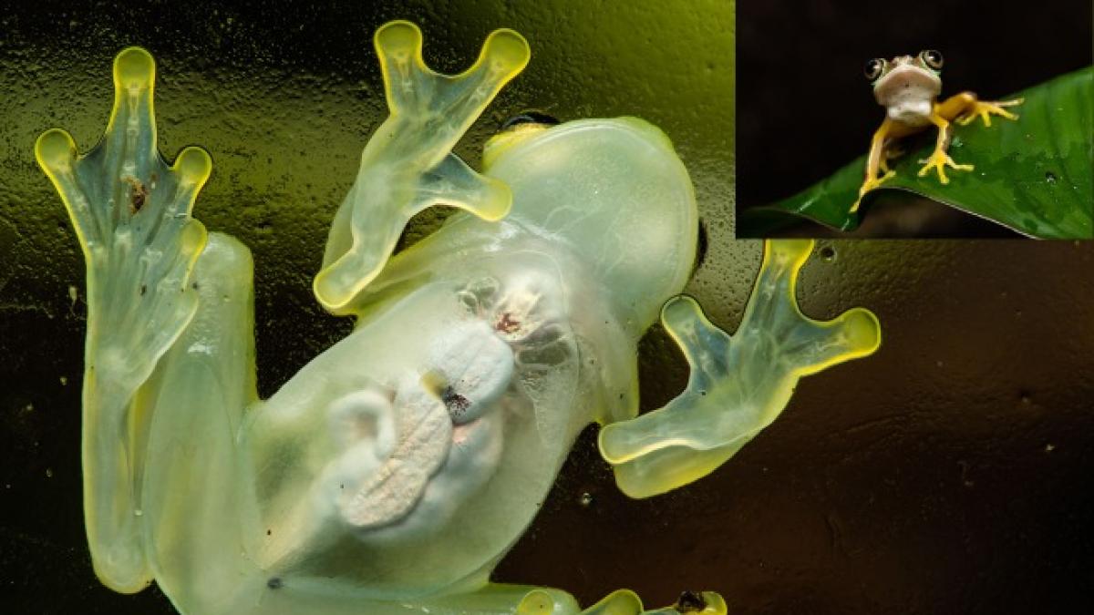Scoperto il segreto delle rane «invisibili»: potrebbe aiutare la ...