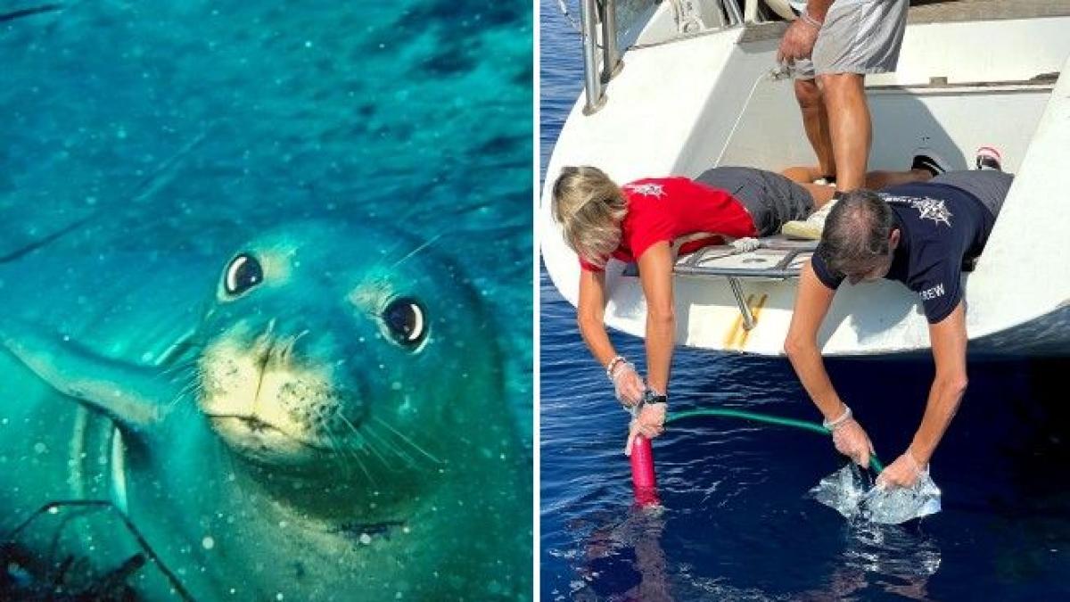 Sulle tracce della foca monaca, i ricercatori dell'università Bicocca e ...