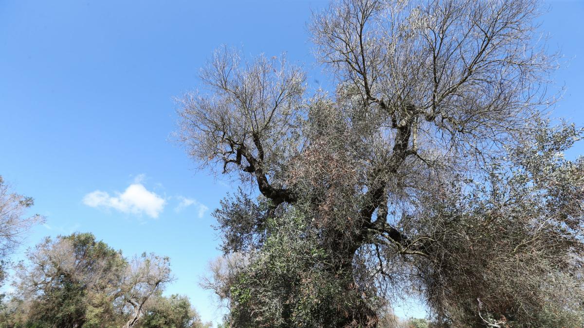 Xylella, la novità: biosensori elettrici per scovare il batterio prima ...