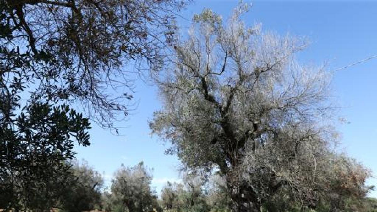 Xylella: rubati 200 ulivi resistential batterio killer nel Salento ...