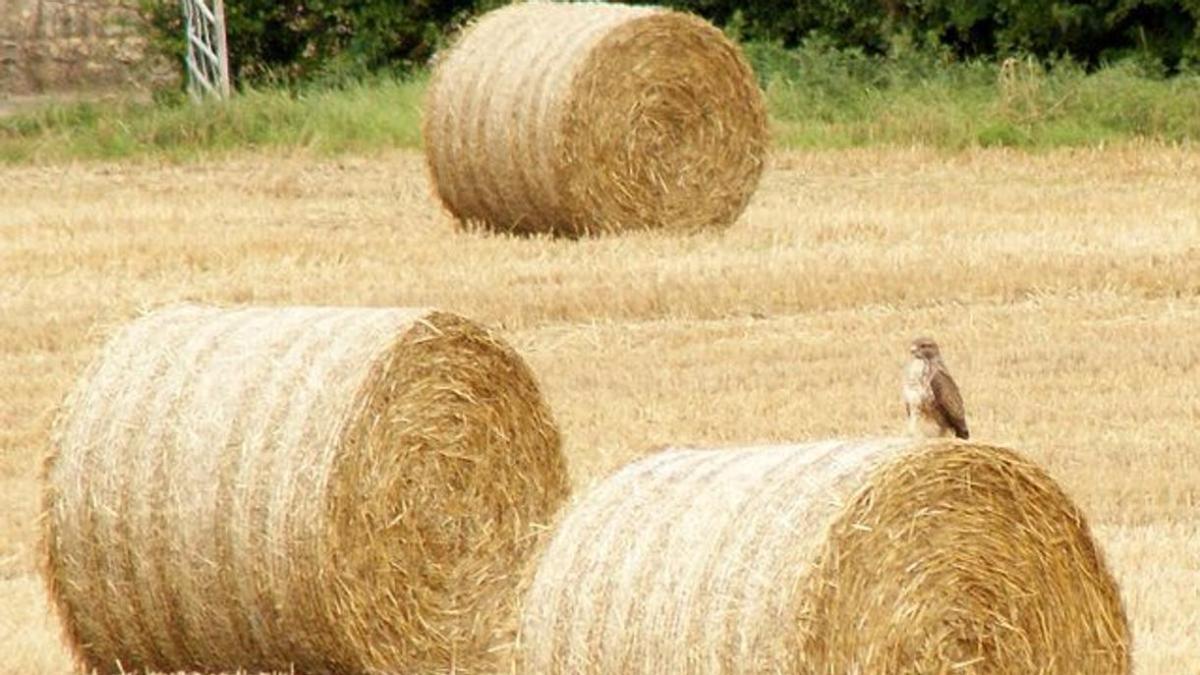 Operaio agricolo morto ad Arpinova Travolto da una balla di fieno ...
