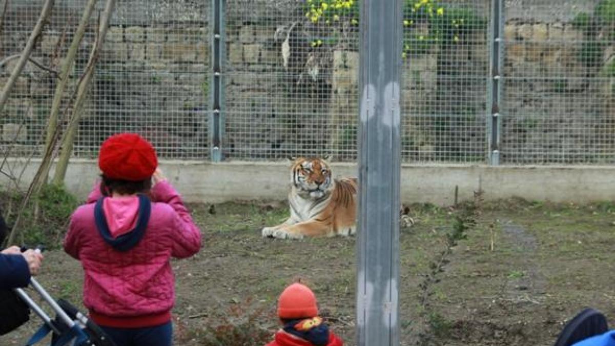 Tigri e Savana a Napoli, è il nuovo zoo | Corriere.it