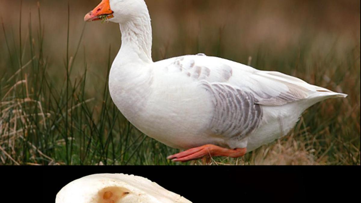 Tra l’Abruzzo ed il Gargano nella preistoria c’era un’oca gigante ...