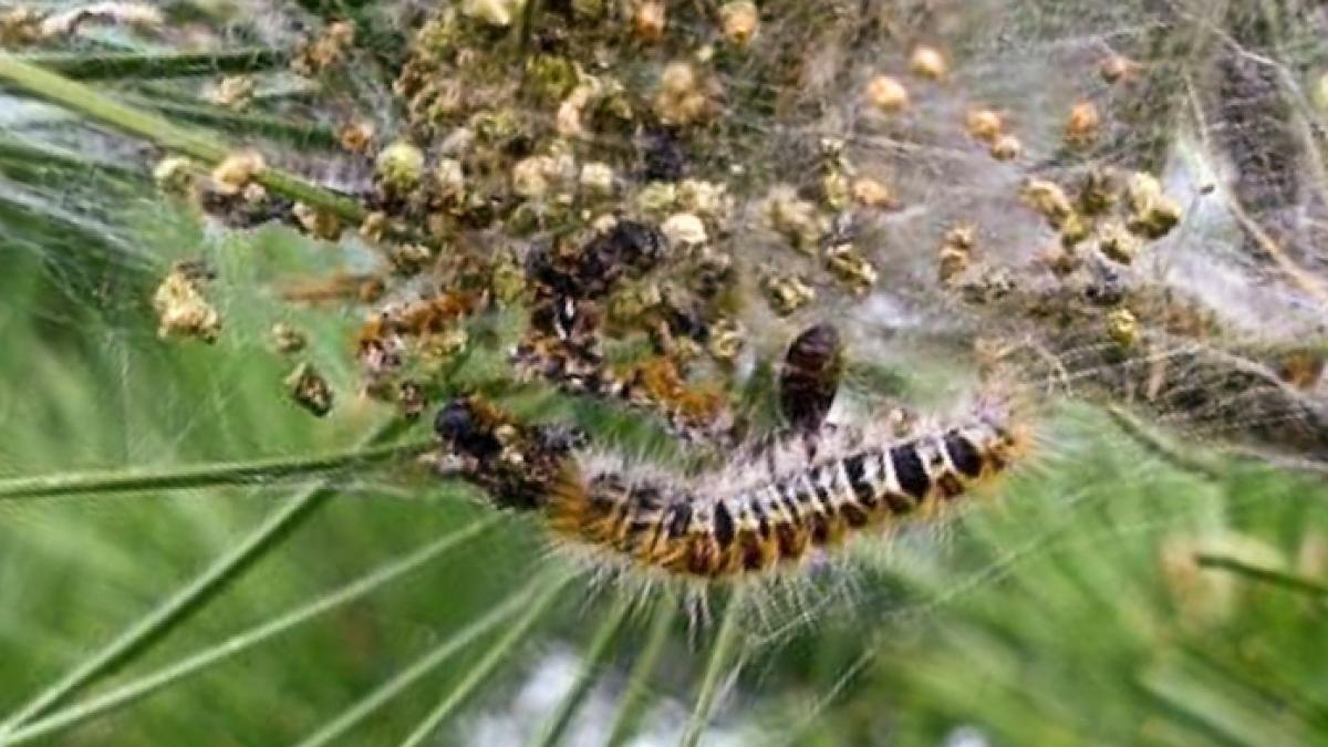 Etna, emergenza processionaria: la larva tossica attacca le piante ...