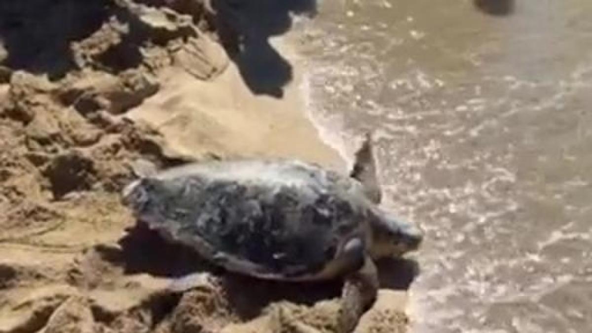 Torna in mare la tartaruga Chicco tra gli applausi dei bambini ...