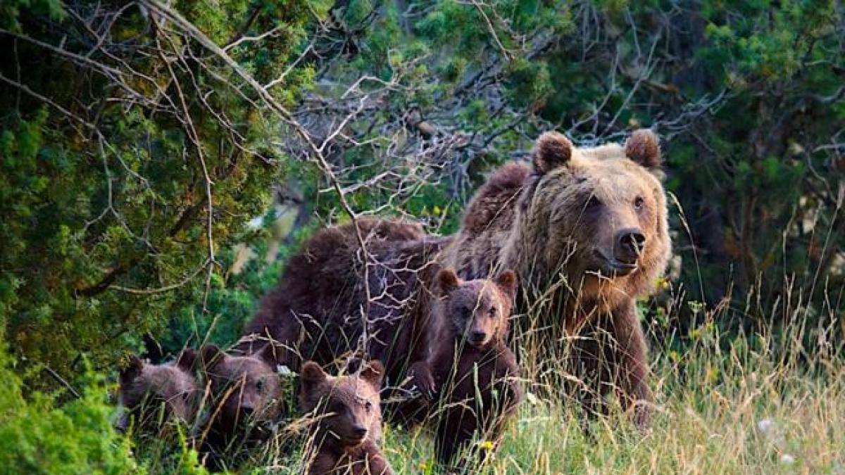 Trentino, Life Ursus: un clamoroso errore | Corriere.it