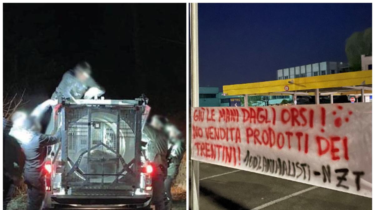 Gli animalisti veneti dopo la cattura di Jj4: «Pronti alla galera per ...