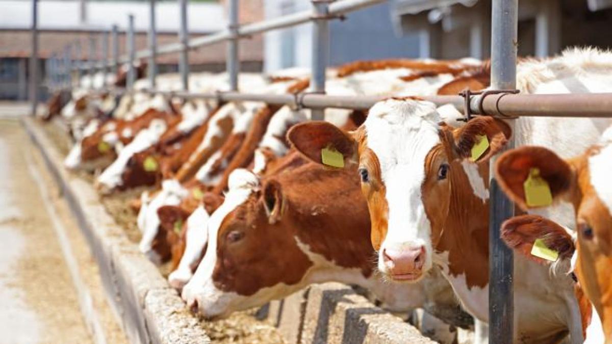 Beinette, schiacciato da una mucca. Gravissimo un allevatore | Corriere.it