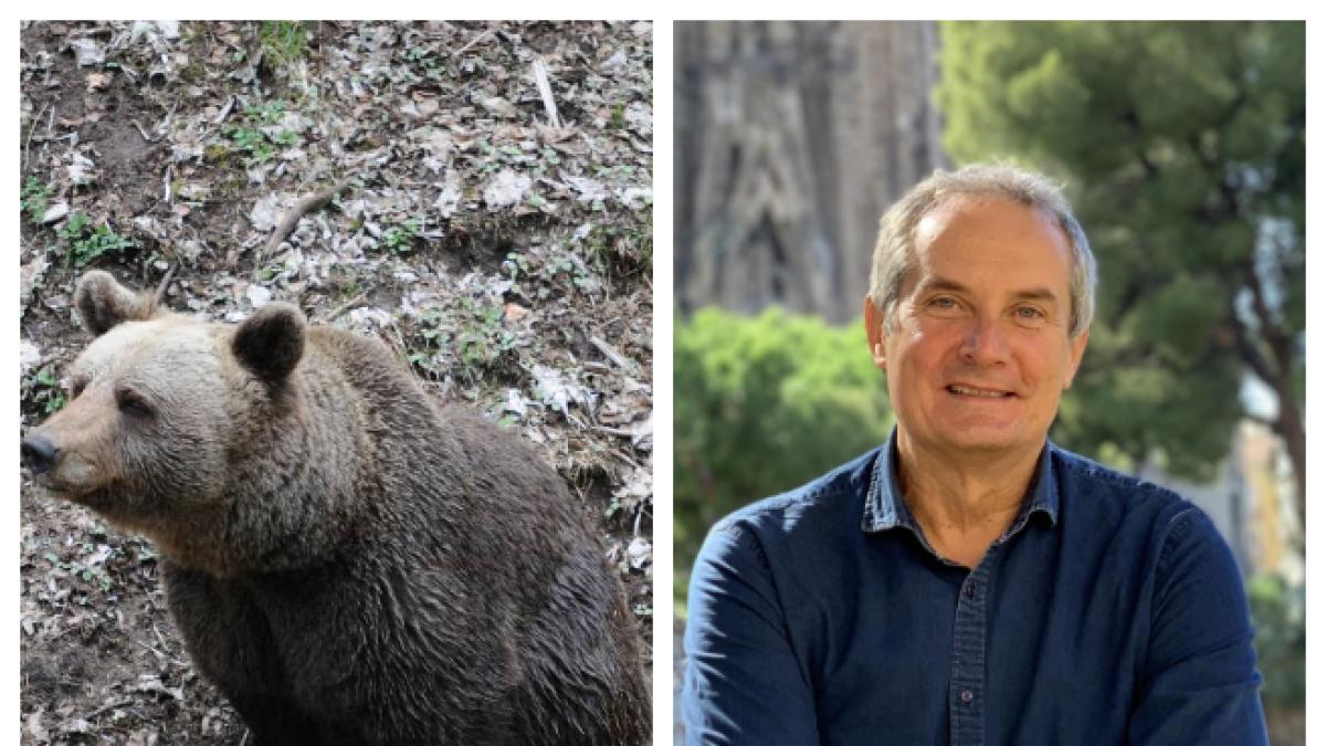 Piero Genovesi di Ispra: «Reintrodurre gli orsi con Life Ursus è stato ...