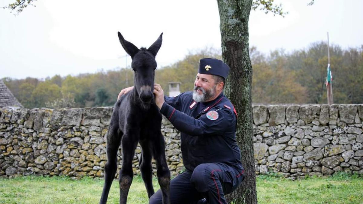 È nato Tonino, il primo mulo di Martina Franca: «Un animale speciale ...