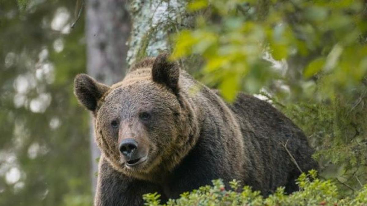 Orsi in Trentino, trovato morto M62. I Forestali: probabile attacco di ... Orsi in Trentino, trovato morto M62. I Forestali: probabile attacco di ...