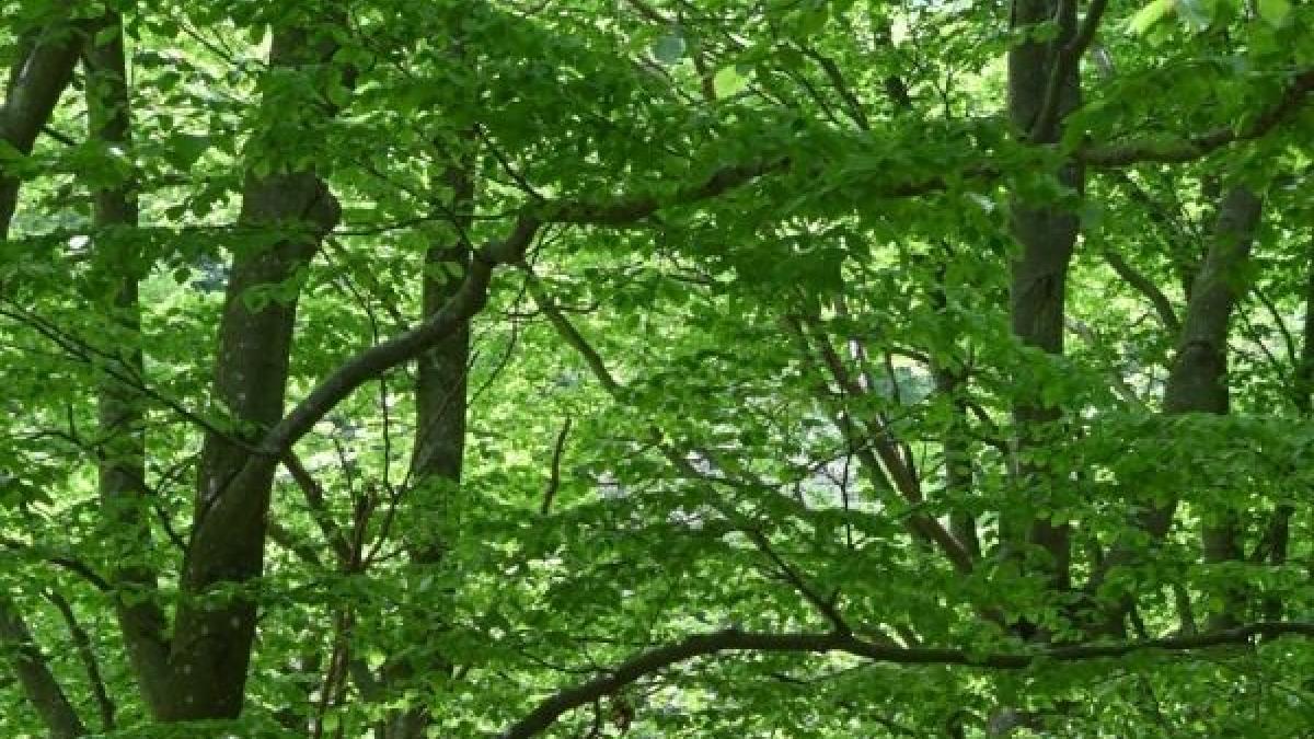 «Forest Bathing» e «Tree Hugging» in Piemonte: la salute che viene ...