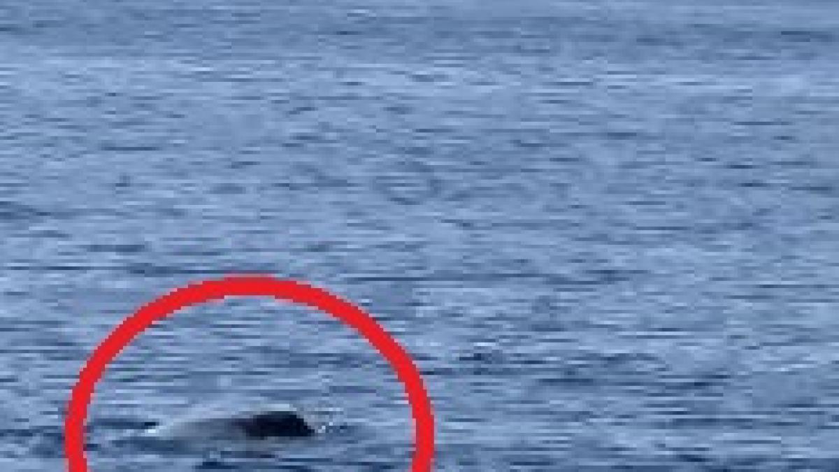 Una foca monaca avvistata al largo di Capri: le immagini riprese da una ...