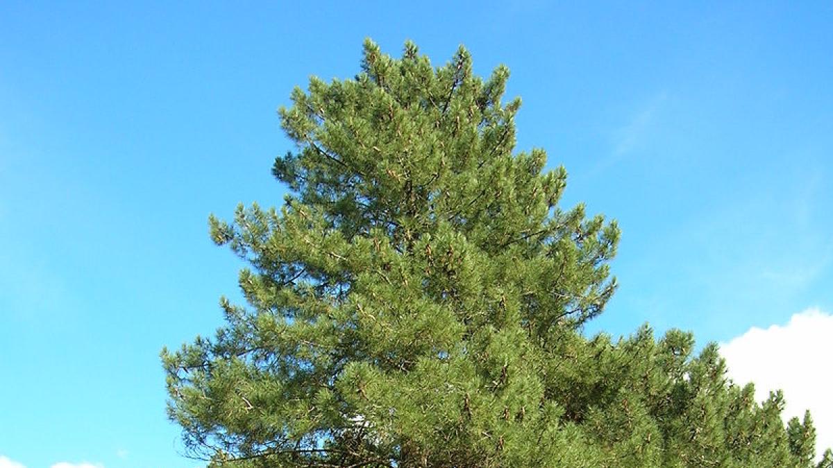 Alberi a rischio (e non), quali pini vivono a Roma? I «marittimi» sono ...