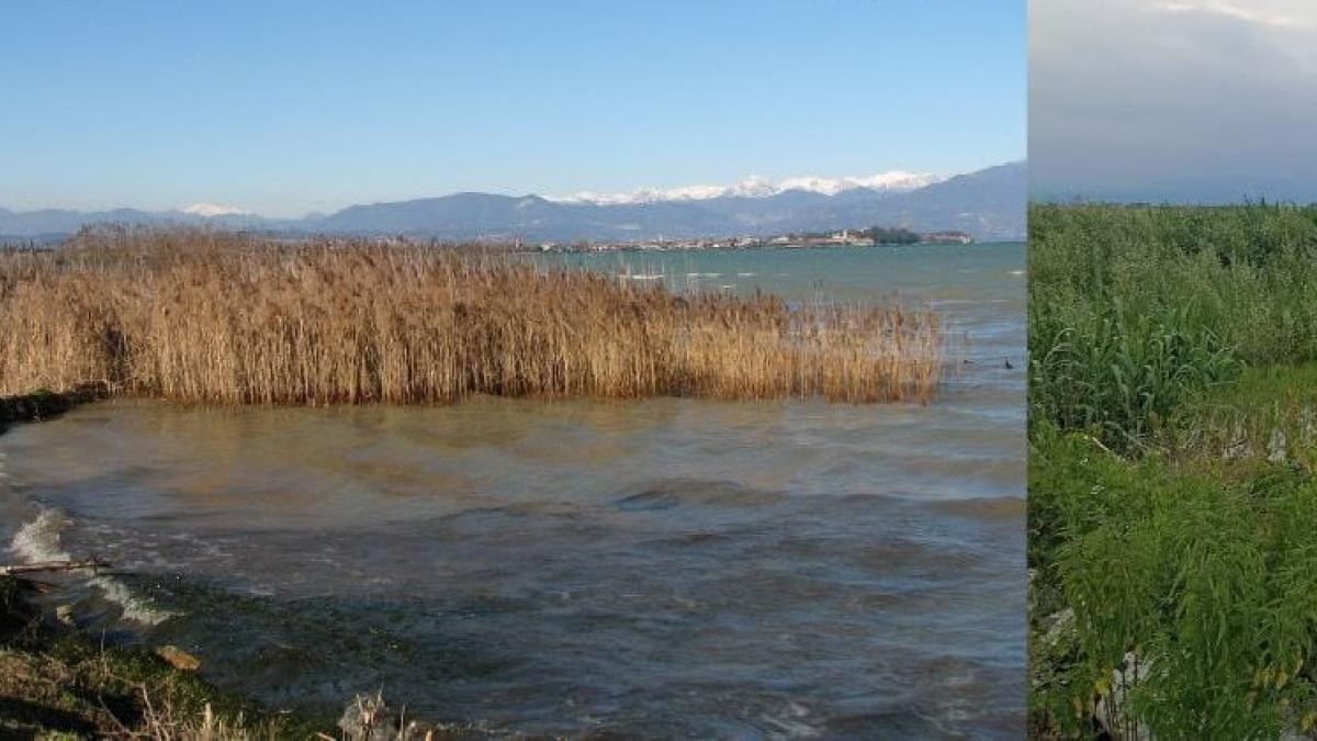 Dopo la siccità proliferano i canneti del Garda. Ecco la differenza tra ...