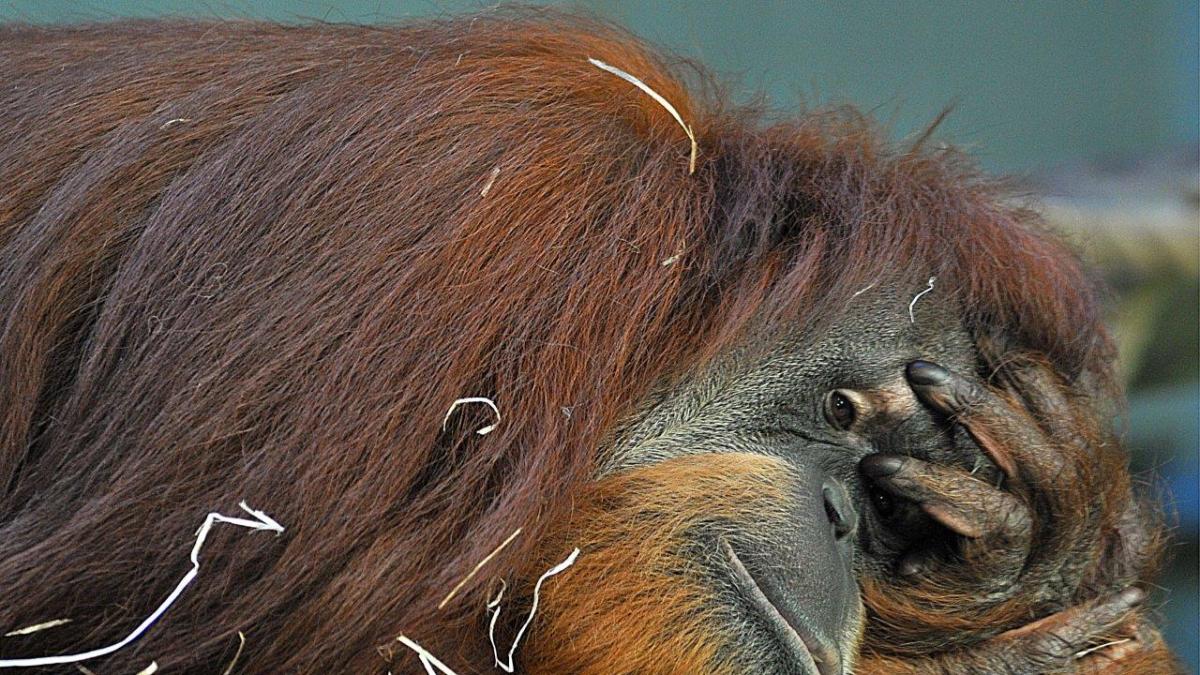 Bioparco, morto l'orango Zoe cha amava i bambini: aveva 37 anni ...
