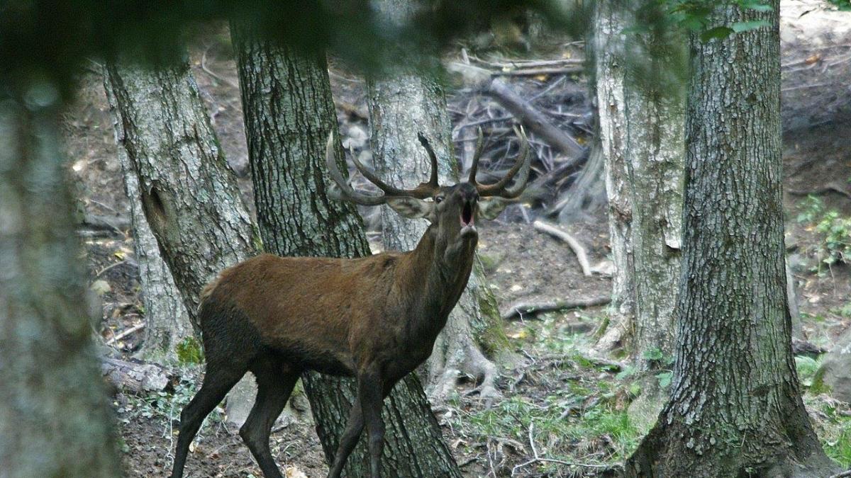 Ascoltare il bramito del cervo in amore nelle foreste casentinesi: il ...