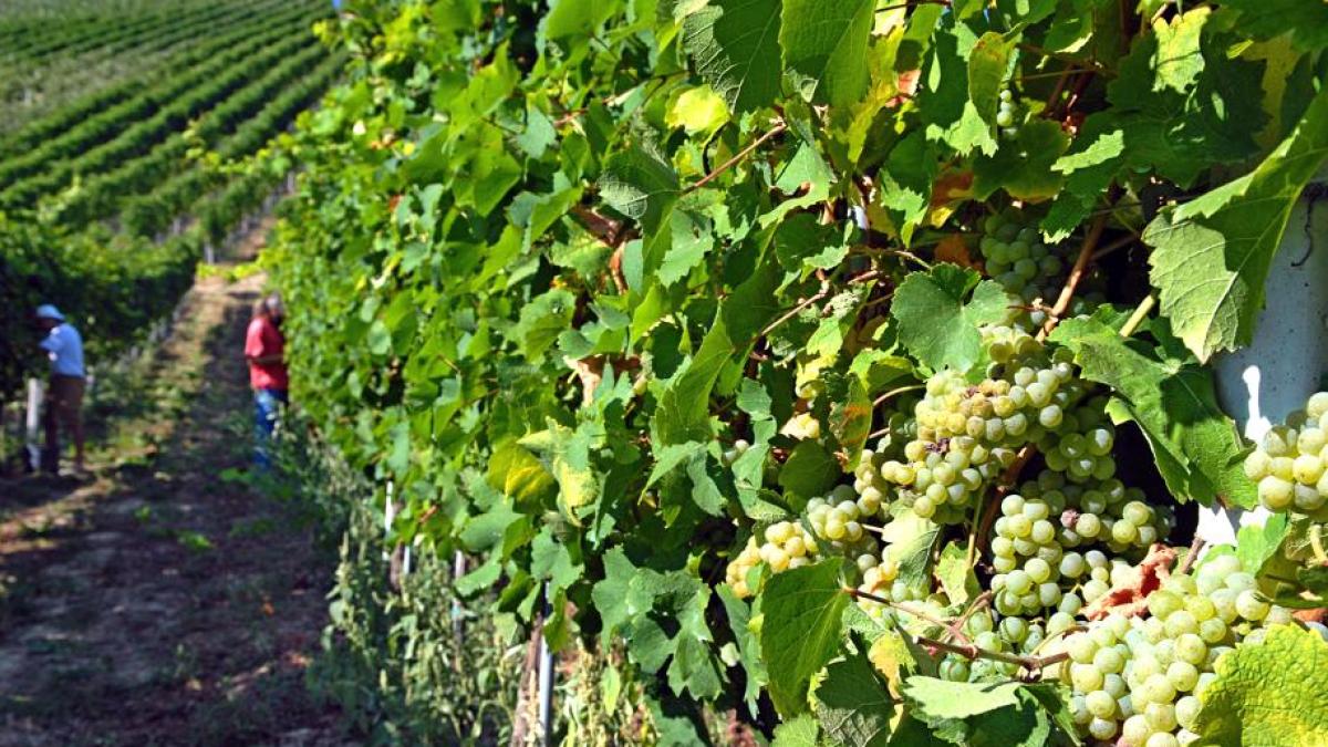 Vino, le antiche origini imperiali romane dei 78 vitigni tra i più ...