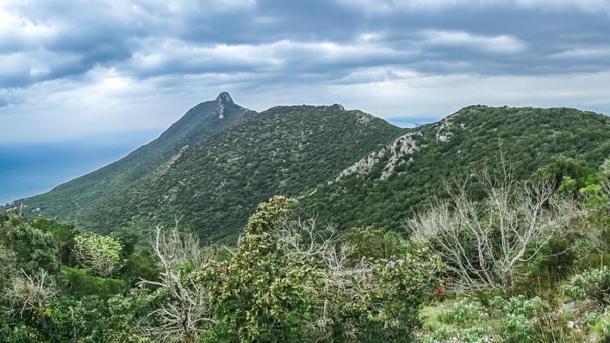 Vini, indagini genetiche per cercare il «Moscato del Circeo»: Ipotesi ...