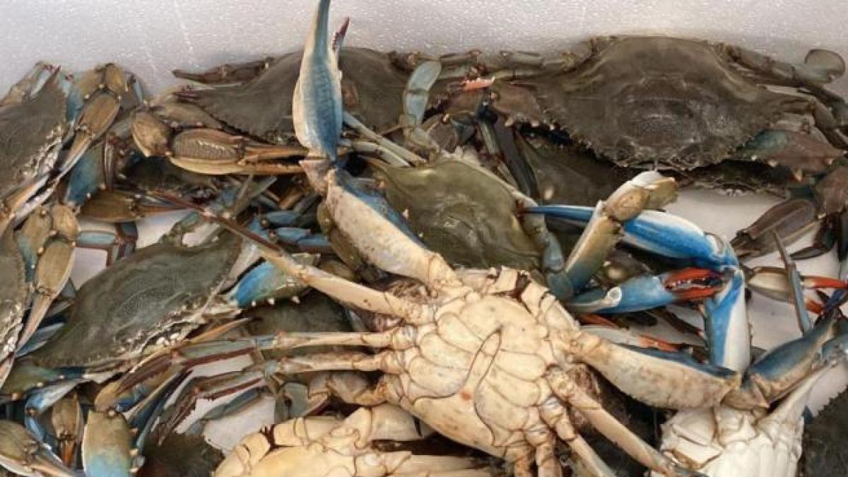 Il granchio blu è arrivato nei piatti dei turisti del Garda, sempre più ...