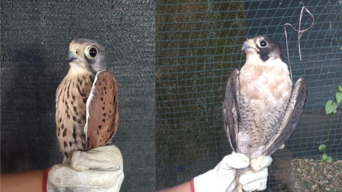 Napoli, liberati due falchi al bosco di Capodimonte | Corriere.it