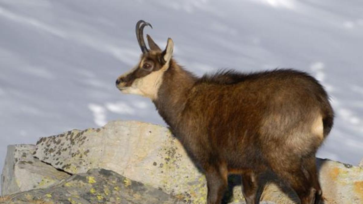 Camosci, lepri, volpi, allodole: sono una trentina le specie cacciabili ...