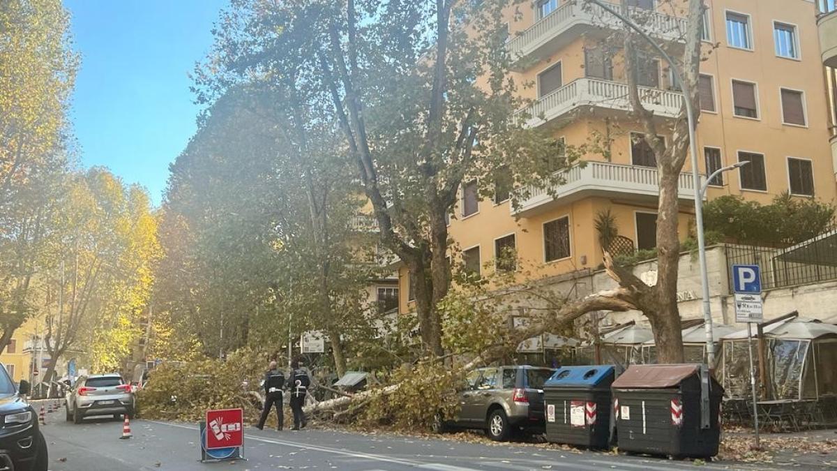 Roma, forti raffiche di vento: rami e alberi caduti. Previste ...