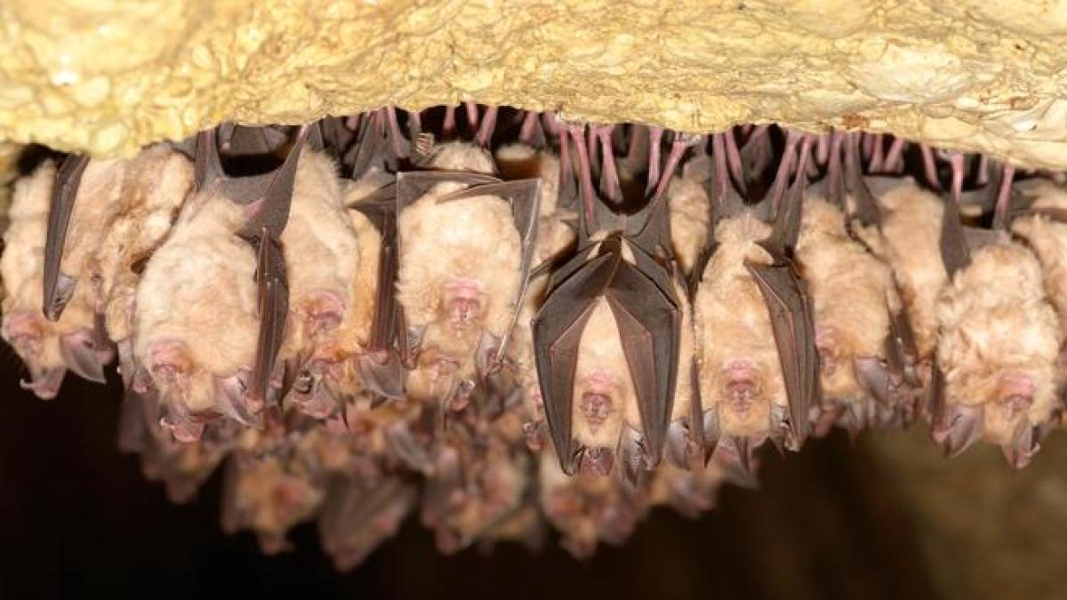 Covid, dai pipistrelli ai topi: il ruolo degli animali nella pandemia ...