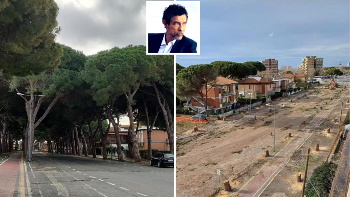Tarquinia Lido, la denuncia di Alessandro Gassmann: «Tagliati 65 pini ...