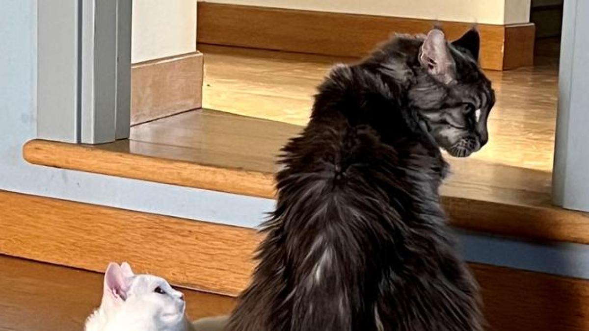 Charles e Jefferson, il micetto più vivace e il gatto più introverso ...